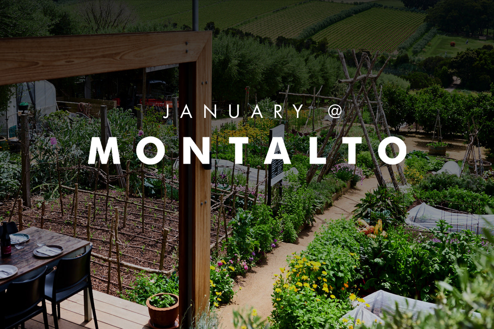 JANUARY AT MONTALTO