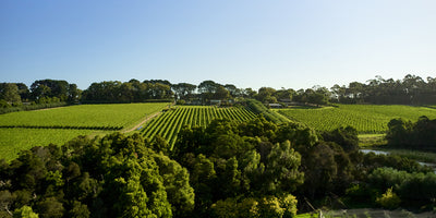 Visit Our Vineyard - Montalto Winery