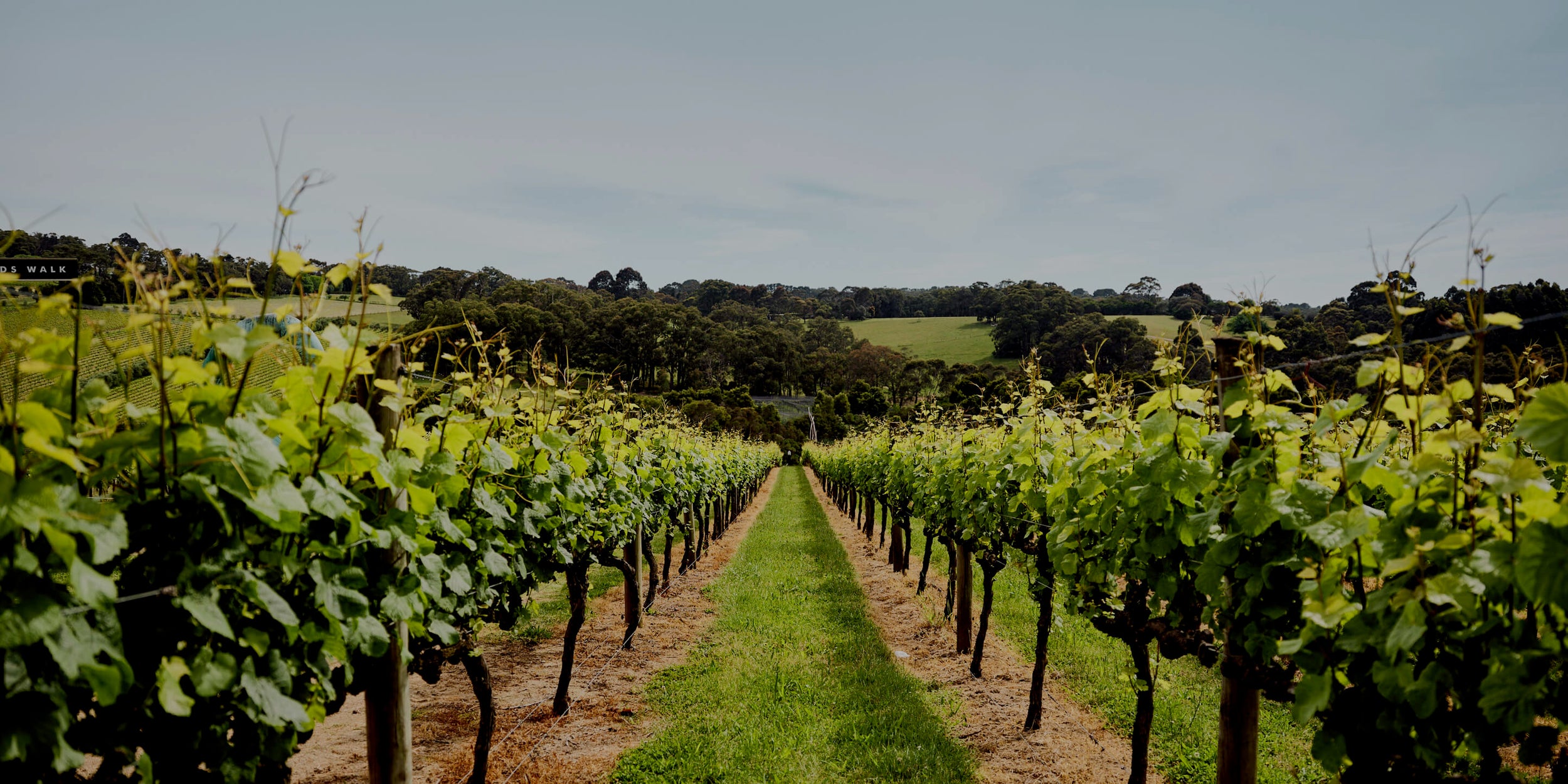Montalto Winery | Red Hill, Mornington Peninsula