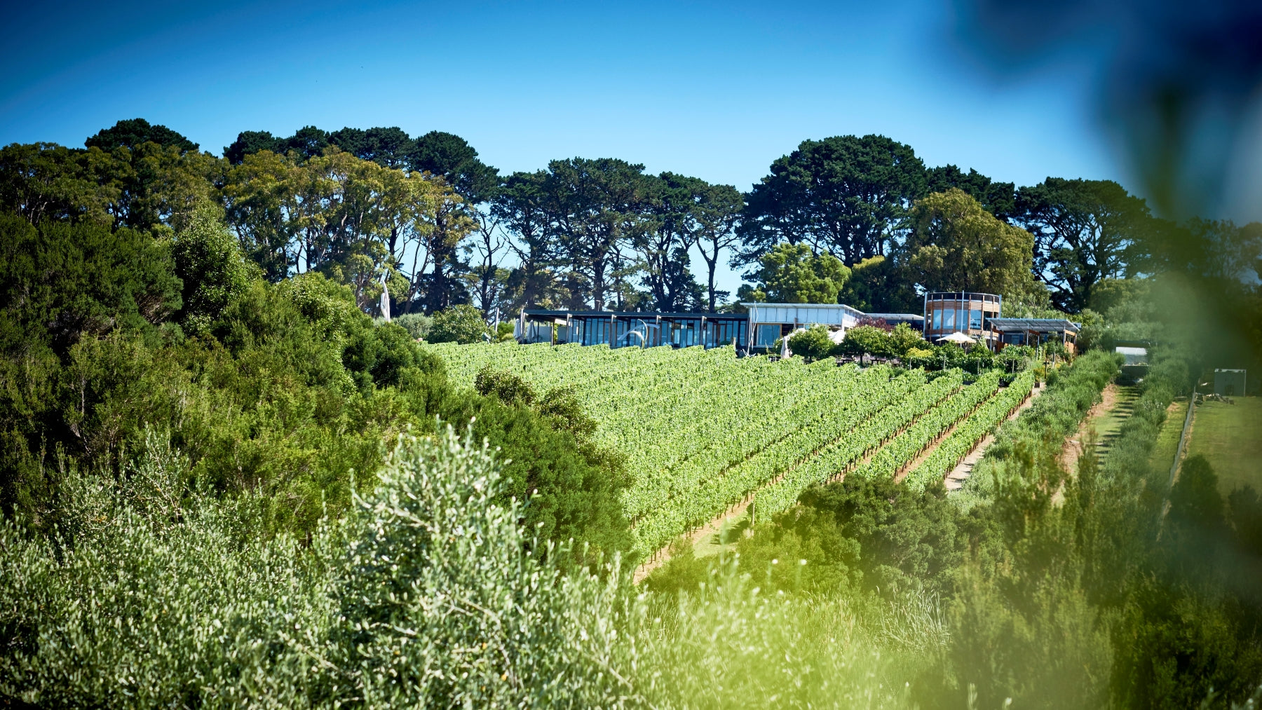 Magical Experiences at Montalto Vineyard - Montalto Winery
