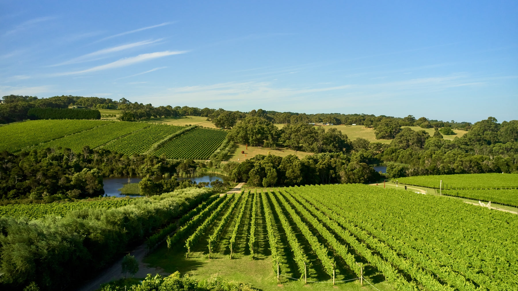 Unique Experiences at Montalto Vineyard - Montalto Winery